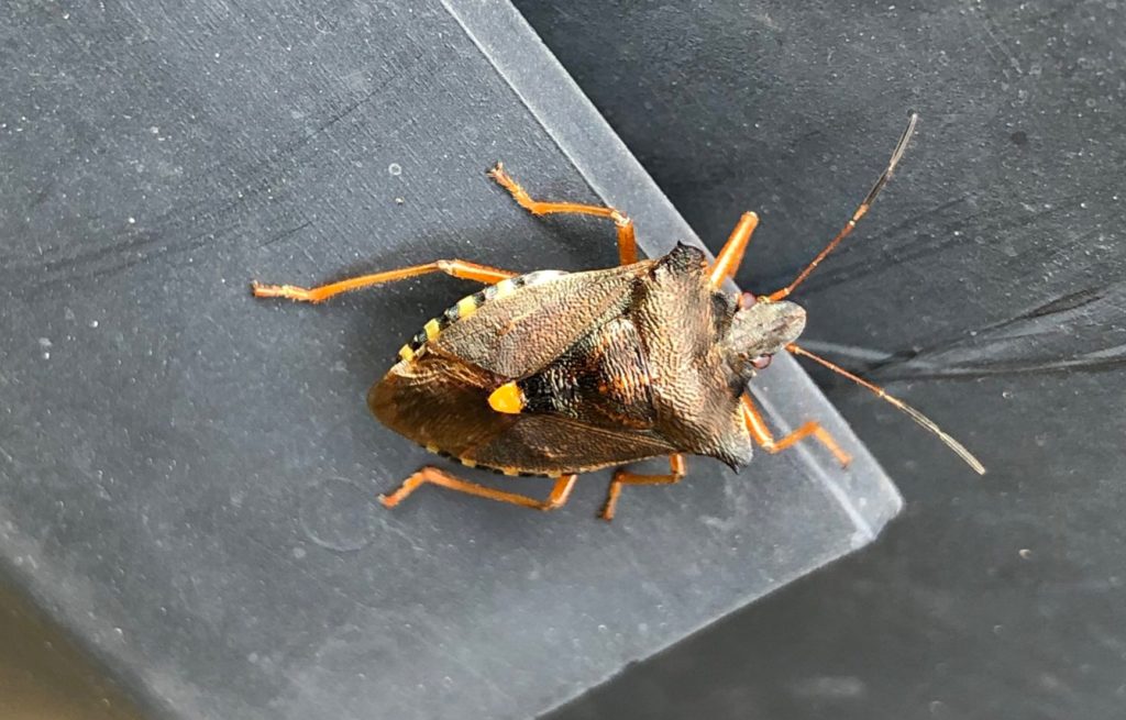 Rotbeinige Baumwanze – Garten Nr. 4