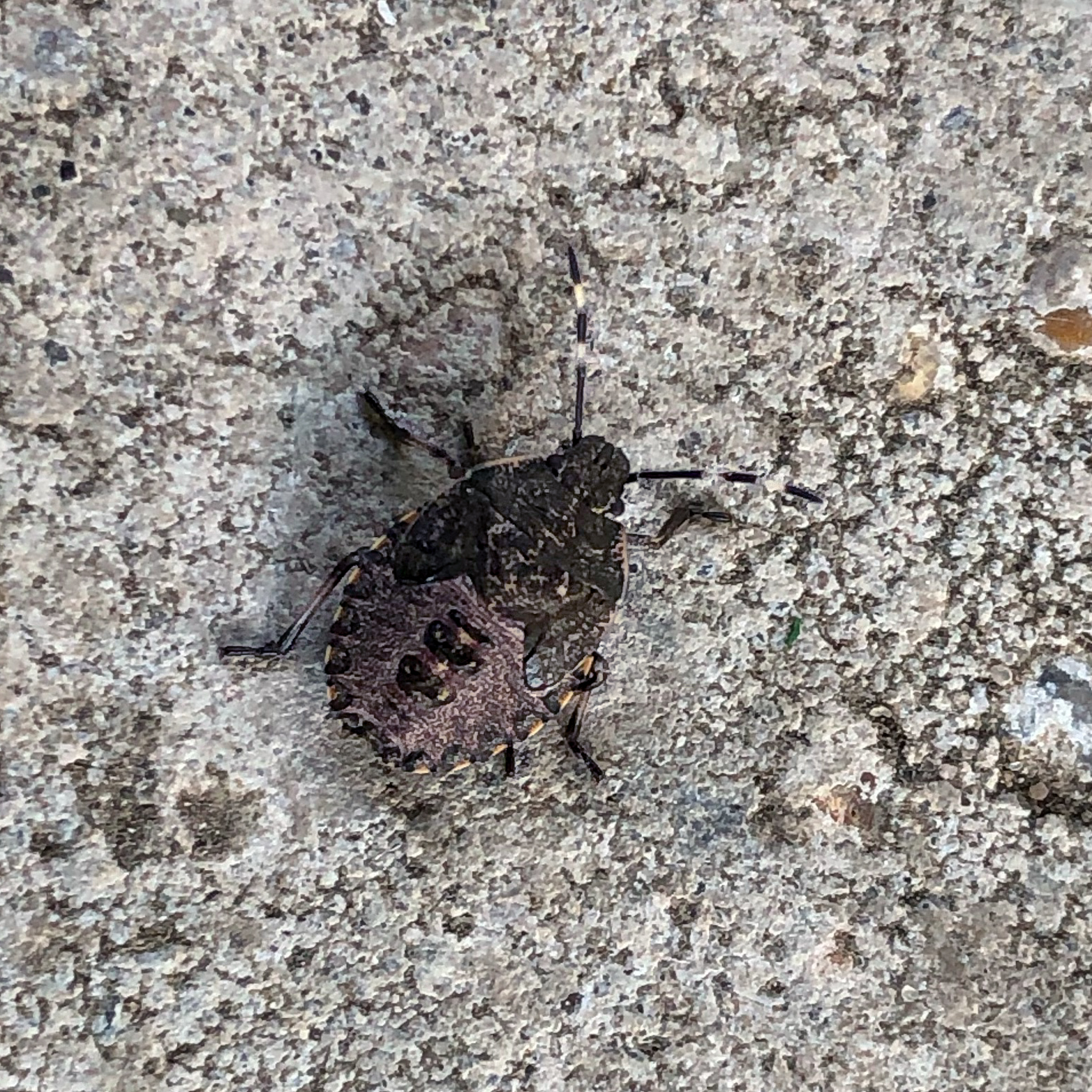 Graue Gartenwanze – Garten Nr. 4