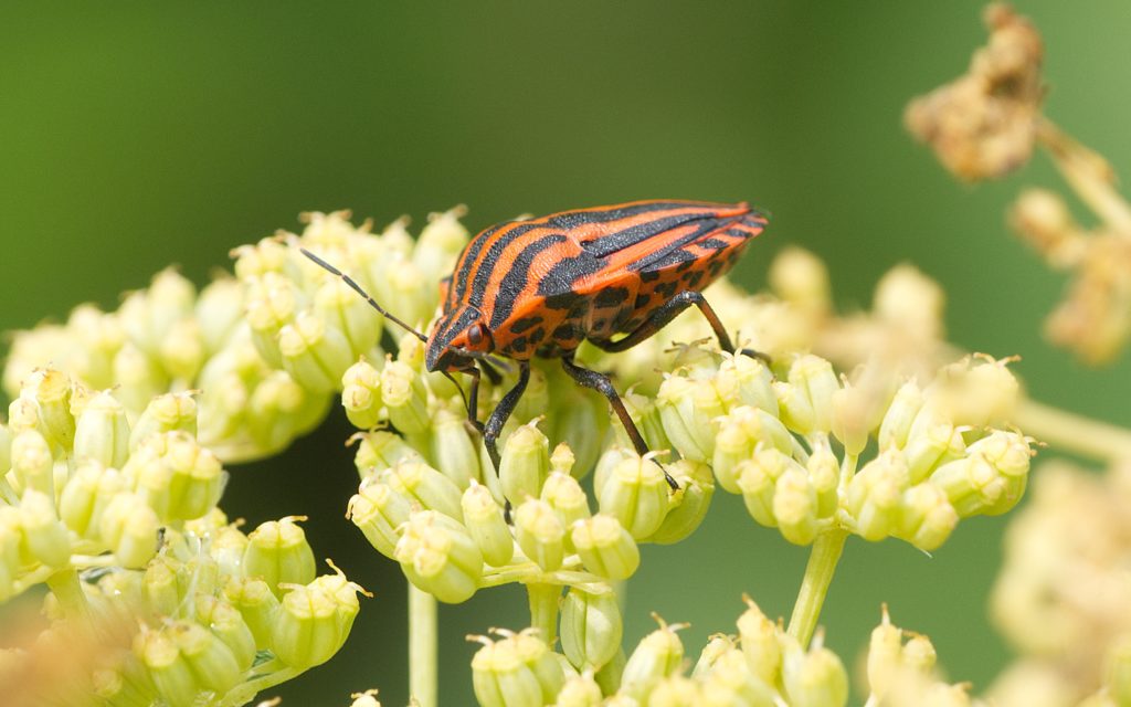 Streifenwanze – Garten Nr. 4